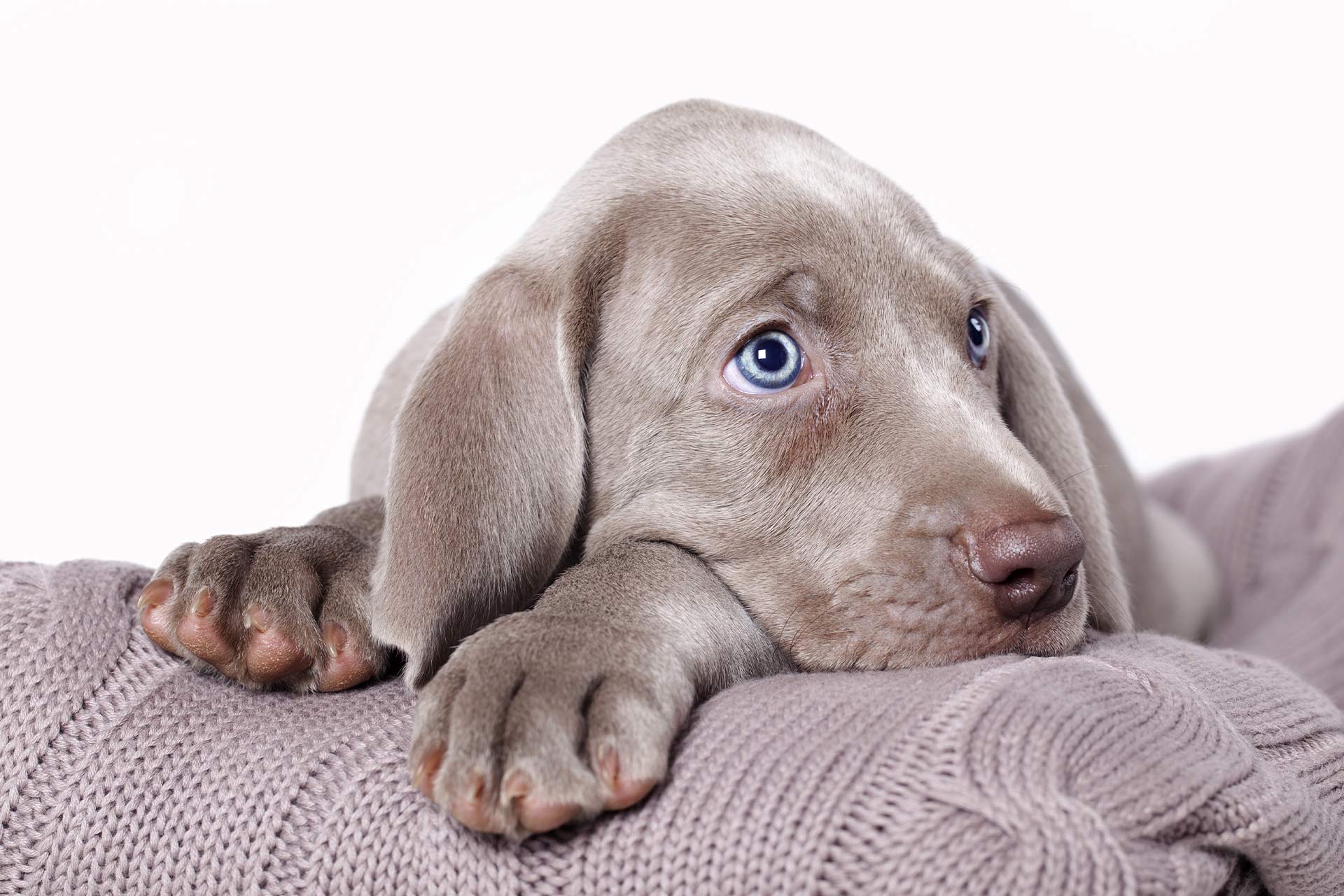 Ambulatorio Veterinario Dr. Andrea Curci | Cura degli animali a ...