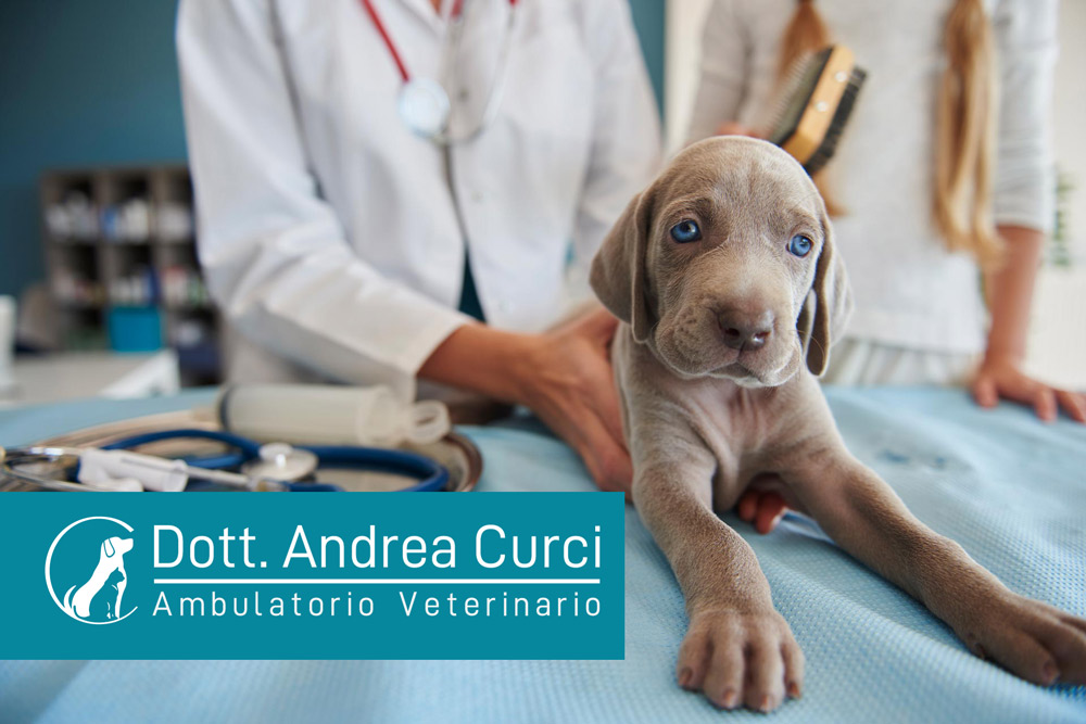 Ambulatorio Veterinario Dr. Andrea Curci | Cura degli animali a ...